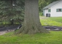 How To Build French Drain Trench Liner Around A Large Tree in Oakland ...