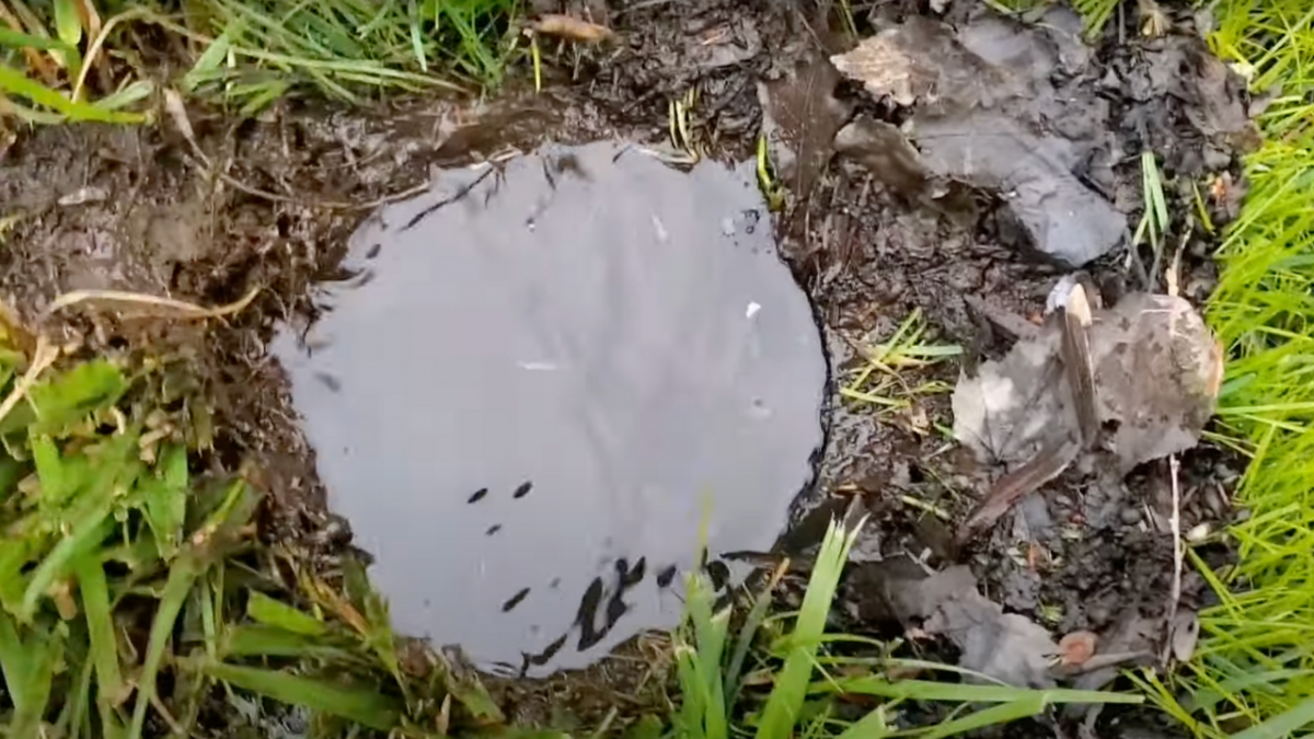 How to Stop Yard Drains From Clogging and Fix Standing Yard Water